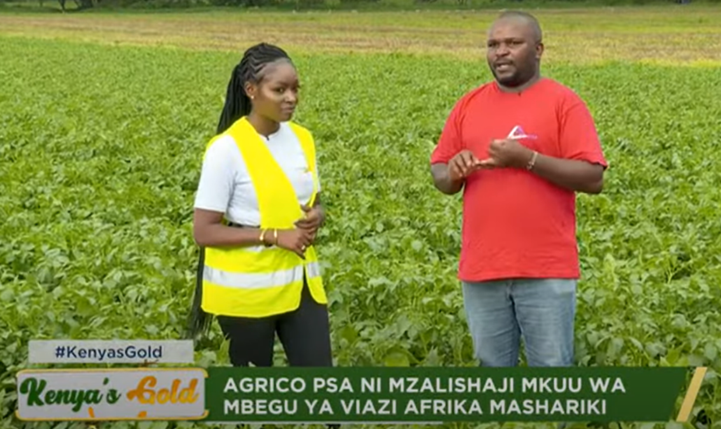 Kenya potato news | Agrico PSA