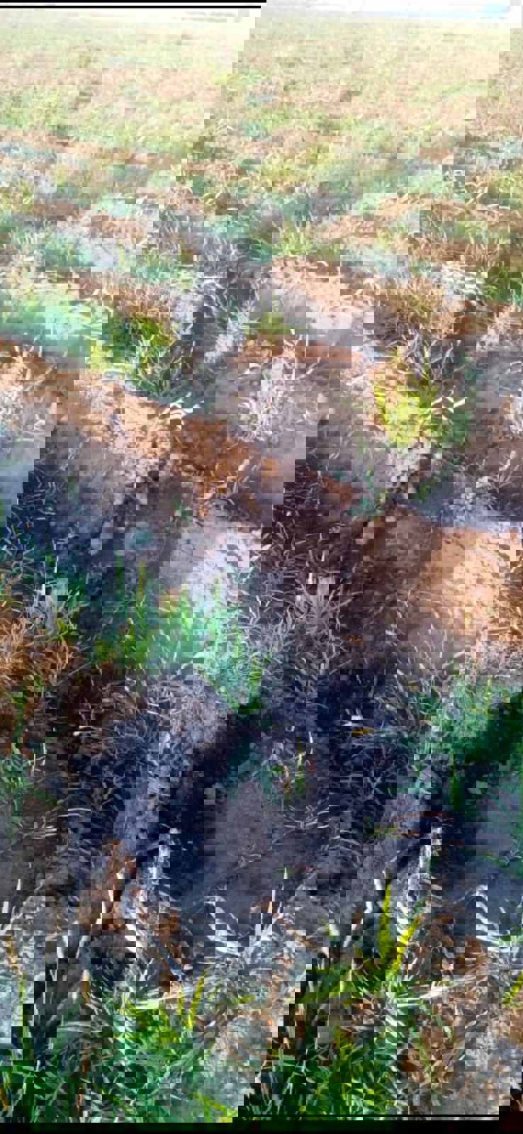 Potato policy & Climate Smart Agriculture | Agrico PSA news